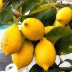 Maiori: Amalfi Coast Path of Lemons Day Trip with Tastings - A Deep Dive into the Experience