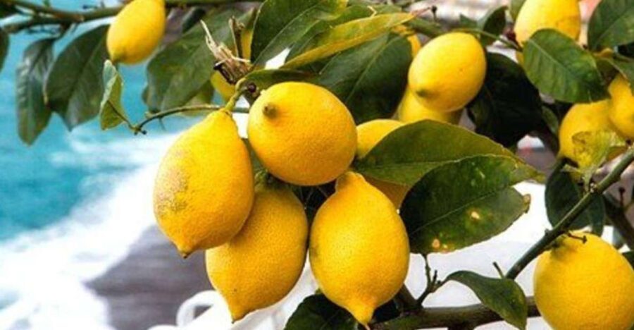 Maiori: Amalfi Coast Path of Lemons Day Trip with Tastings - A Deep Dive into the Experience