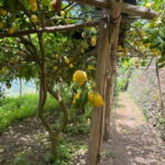 Maiori: Hiking Tour to A Lemon Farm with Lemon Tastings - Practicalities: What to Know Before You Go
