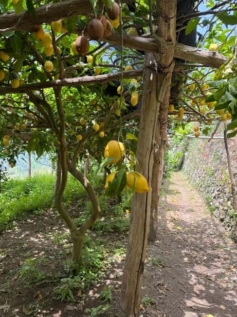 Maiori: Hiking Tour to A Lemon Farm with Lemon Tastings - Practicalities: What to Know Before You Go
