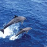 Mallorca: 3-Hour Afternoon Dolphin Watching Boat Tour - An In-Depth Look at the Mallorca Dolphin Watching Experience