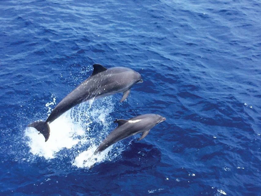 Mallorca: 3-Hour Afternoon Dolphin Watching Boat Tour - An In-Depth Look at the Mallorca Dolphin Watching Experience