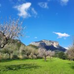 Mallorca: Almond Blossom Minivan Tour with tasting - GERMAN - Who Would Benefit from This Tour?
