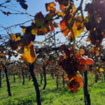 Mallorca: Bodega & Olives Minibustour with wine/oil tasting - Who Will Love This Tour?