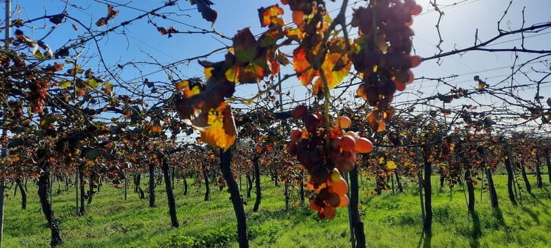 Mallorca: Bodega & Olives Minibustour with wine/oil tasting - Who Will Love This Tour?