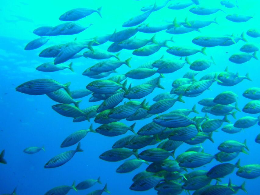 Mallorca: Discover Scuba Diving from the beach - The Itinerary: A Closer Look