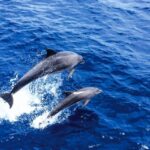 Mallorca: Dolphin Watching Cruise - Authentic Feedback from Travelers