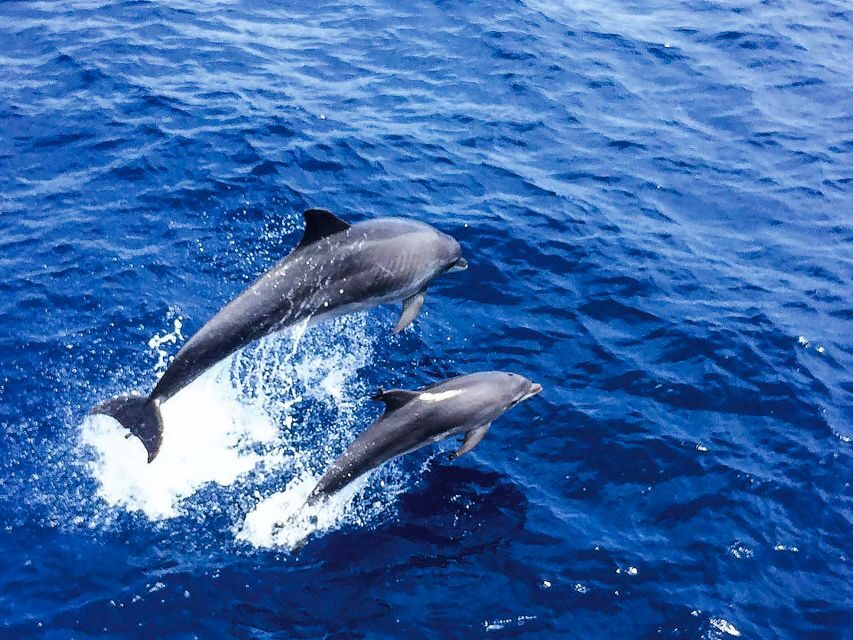 Mallorca: Dolphin Watching Cruise - Authentic Feedback from Travelers