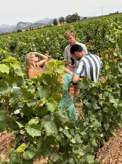 Mallorca: Exclusive wine tour with breakfast, wine tasting, and paella - Who Will Love This Tour?