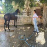 Mallorca: , Mallorcan sunset, horseback riding, with drinks - Itinerary Spotlight