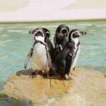 Mallorca: Marineland Tickets with Transfers from the North - How It Fits into Your Mallorca Trip