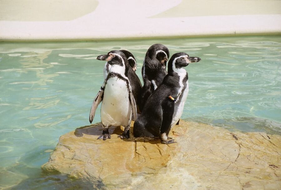 Mallorca: Marineland Tickets with Transfers from the North - How It Fits into Your Mallorca Trip