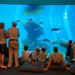 Mallorca: Palma Aquarium Tickets with Transfer - Detailed Breakdown of the Itinerary