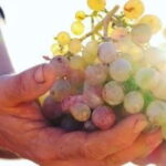 Mallorca: Sunset Wine Tasting Minibus Bodega Tour - The Experience in Detail
