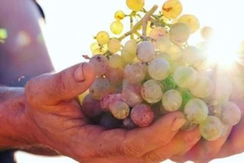 Mallorca: Sunset Wine Tasting Minibus Bodega Tour - The Experience in Detail
