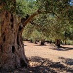 Mallorca: Tramuntana Mountains Tour with Local Guide & Lunch - The Itinerary: A Closer Look