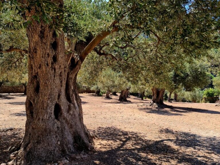 Mallorca: Tramuntana Mountains Tour with Local Guide & Lunch - The Itinerary: A Closer Look