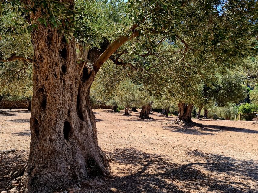 Mallorca: Tramuntana Mountains Tour with Local Guide & Lunch - The Itinerary: A Closer Look