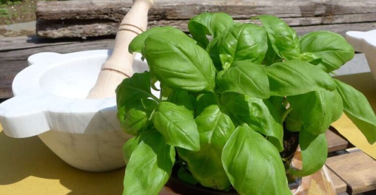 Manarola: Pesto Making Class with Tasting and Wine - What’s Included and What to Expect