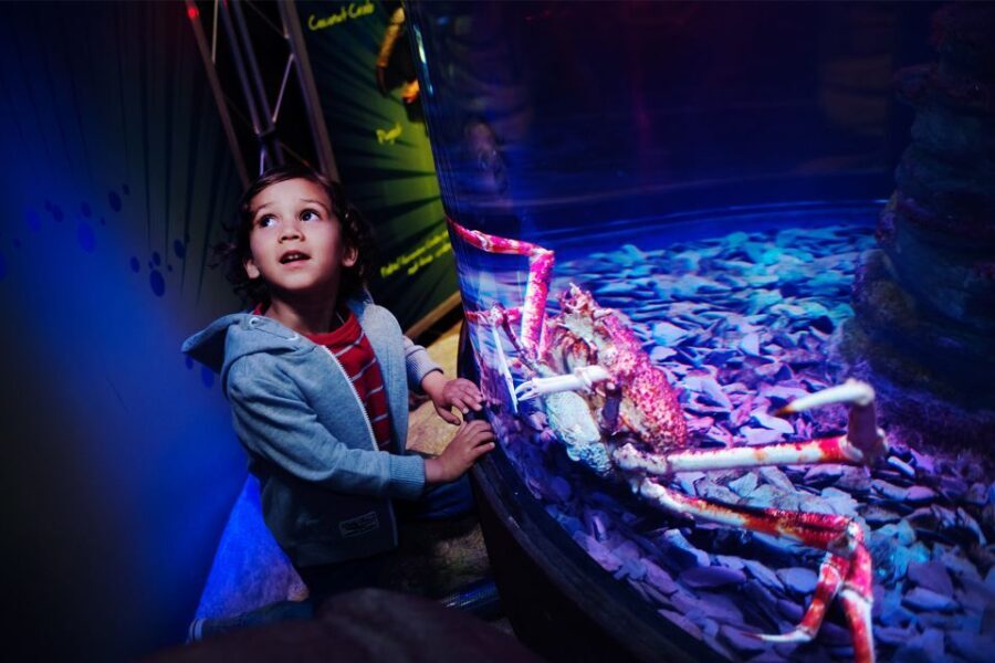 Manchester: SEA LIFE Entrance Ticket - The Itinerary and Highlights