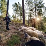 Manteigas: Serra da Estrela Shepherd Path Hike with Shepherd - What’s Included and Practical Tips