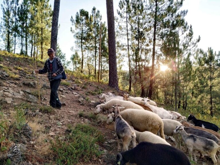 Manteigas: Serra da Estrela Shepherd Path Hike with Shepherd - What’s Included and Practical Tips