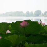 Mantua: Lake Superior among the Lotus flowers - What the Tour Includes and How It’s Structured