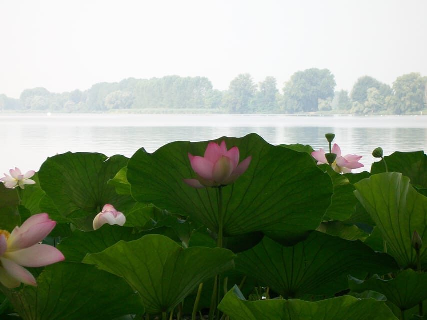 Mantua: Lake Superior among the Lotus flowers - What the Tour Includes and How It’s Structured