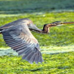 Mantua: Panoramic city navigation + protected oasis + guide on board - Why This Tour Offers Great Value