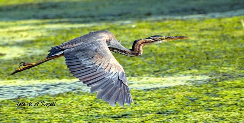 Mantua: Panoramic city navigation + protected oasis + guide on board - Why This Tour Offers Great Value