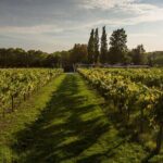 Maranello: Ferrari Museum & Balsamic Vinegar Tour - Why This Tour Is Worth Considering