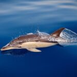 Marbella: Dolphin Watching Boat Tour - Authentic Insights from Past Travelers
