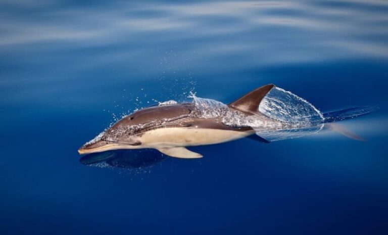 Marbella: Dolphin Watching Boat Tour - Authentic Insights from Past Travelers