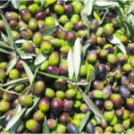 Maremma: Oil tasting with picnic among the olive trees - Who Will Love This Experience?