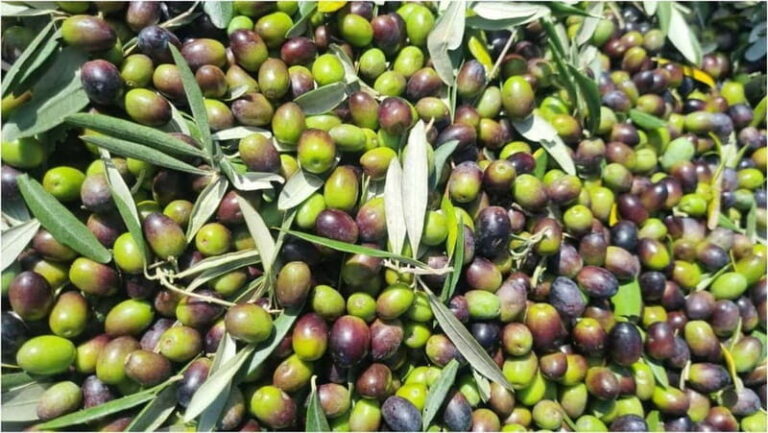 Maremma: Oil tasting with picnic among the olive trees - Who Will Love This Experience?