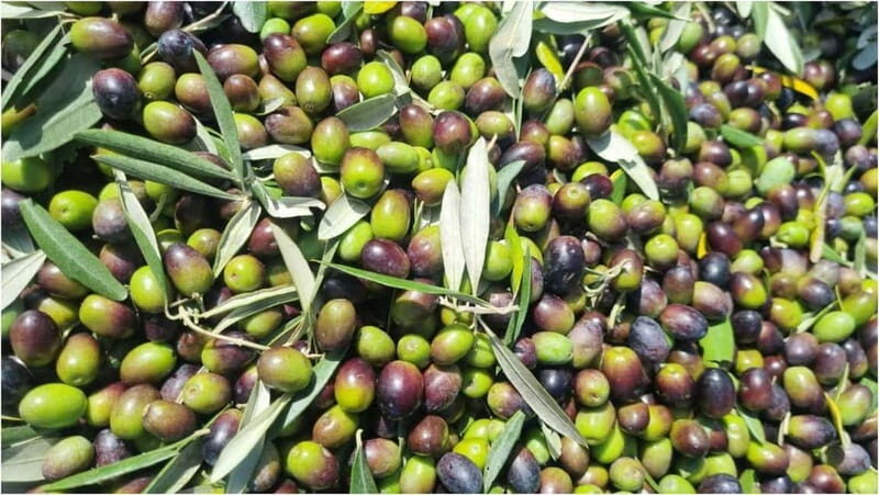 Maremma: Oil tasting with picnic among the olive trees - Who Will Love This Experience?
