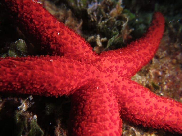 Marina Baie des Anges boat trip to the Pelagos Sanctuary - The Itinerary in Detail: What Makes Each Stop Special