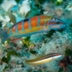 Marina di Campo: diving on the island of Elba - The Practical Details