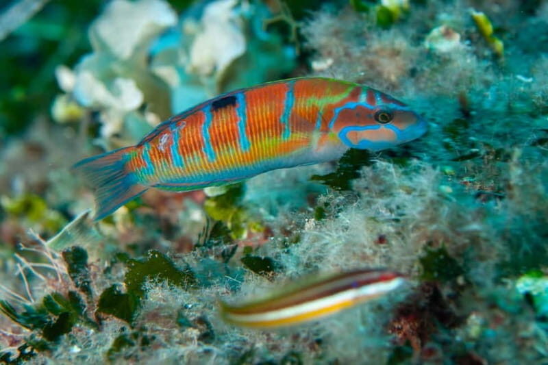 Marina di Campo: diving on the island of Elba - The Practical Details