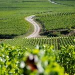 Marne: Champagne Region Private Day Tour with Lunch - Starting the Day: From Marne to the Champagne Heartland