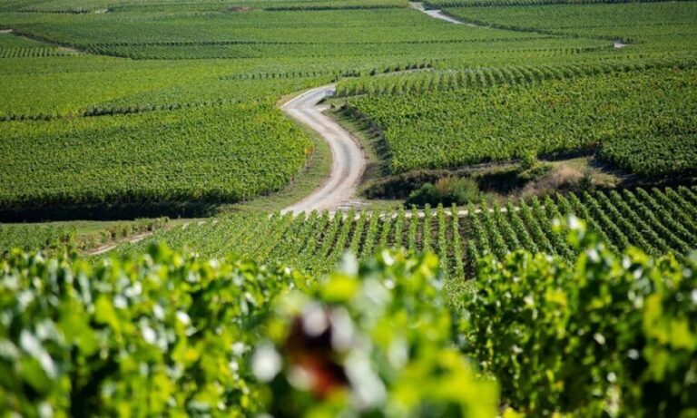 Marne: Champagne Region Private Day Tour with Lunch - Starting the Day: From Marne to the Champagne Heartland