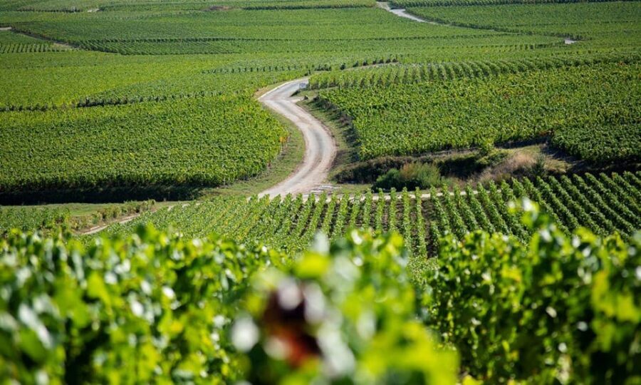 Marne: Champagne Region Private Day Tour with Lunch - Starting the Day: From Marne to the Champagne Heartland
