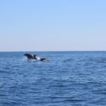 Marsaskala: Dolphin Watching Boat Tour - FAQs