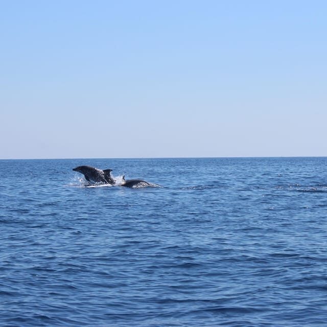 Marsaskala: Dolphin Watching Boat Tour - FAQs
