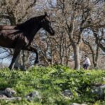 Martina Franca e-bike tour and visit to a breeding - The E-Bike Experience