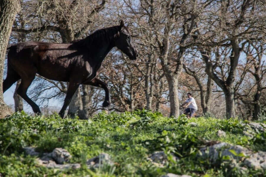 Martina Franca e-bike tour and visit to a breeding - The E-Bike Experience