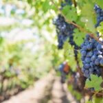 Martina Franca: Wine & Local Products Tasting - A Closer Look at the Experience