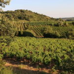 Mas Farchat: Wine tasting and tapas in the heart of nature - What Makes the Sunset Setting Special?