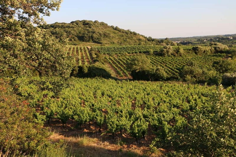 Mas Farchat: Wine tasting and tapas in the heart of nature - What Makes the Sunset Setting Special?