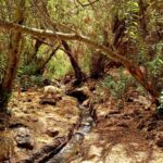 Maspalomas: Barranco de los Cernicalos Rainforest Hike - What Makes Barranco de los Cernícalos Special?